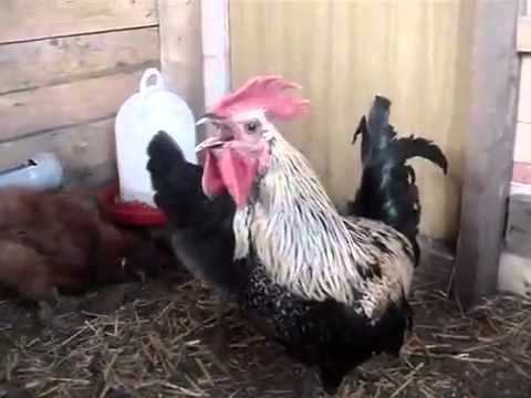 Brutal Vocal Death Metal Cock