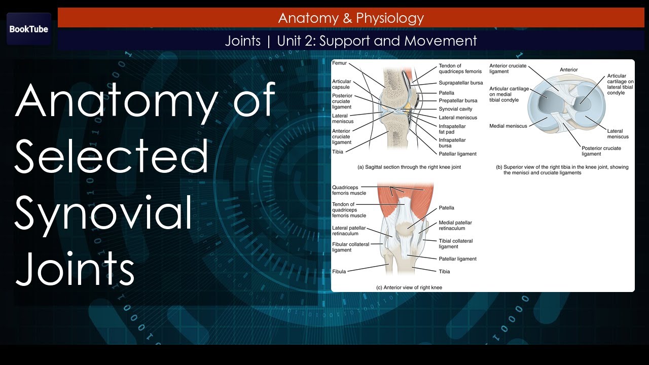 Anatomy of Selected Synovial Joints | Joints | Unit 2: Support and ...