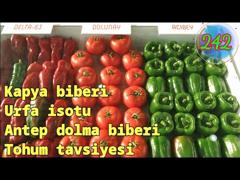 Adana tarım fuarı Kapya biberi, Urfa acı biberi ve antep acı dolma biber tohumu İstanbul tohumculuk