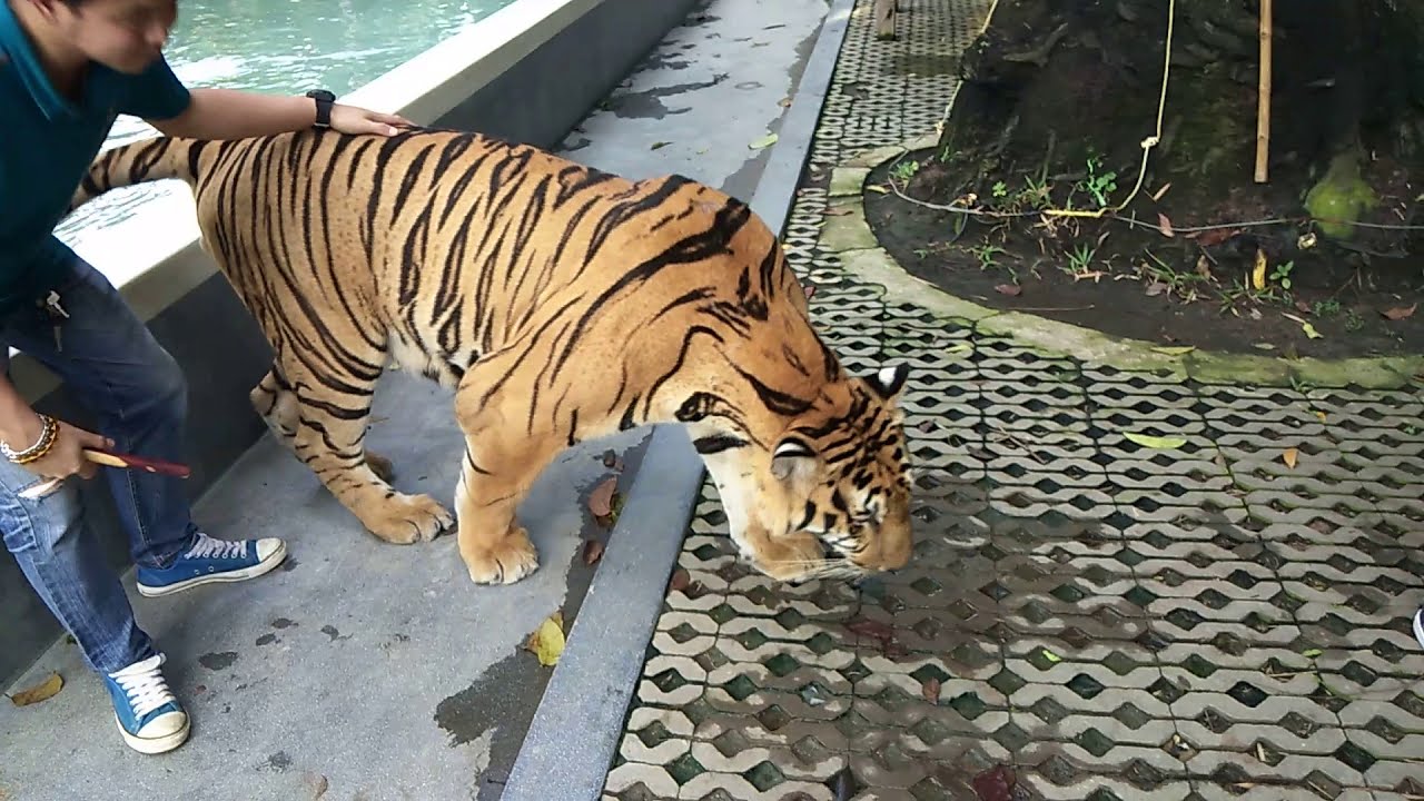 how to play with tigers - YouTube