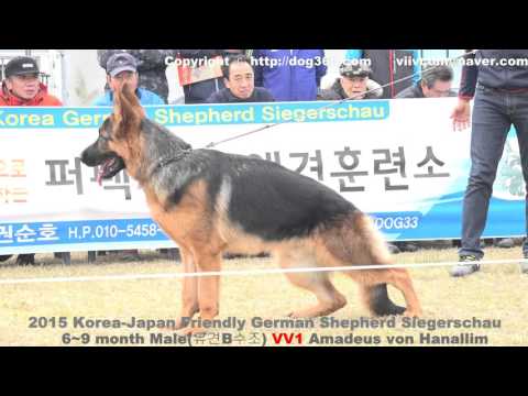 2015 KR-JP GSD Siegerschau (6~9 M) VV1 Amadeus von Hanallim