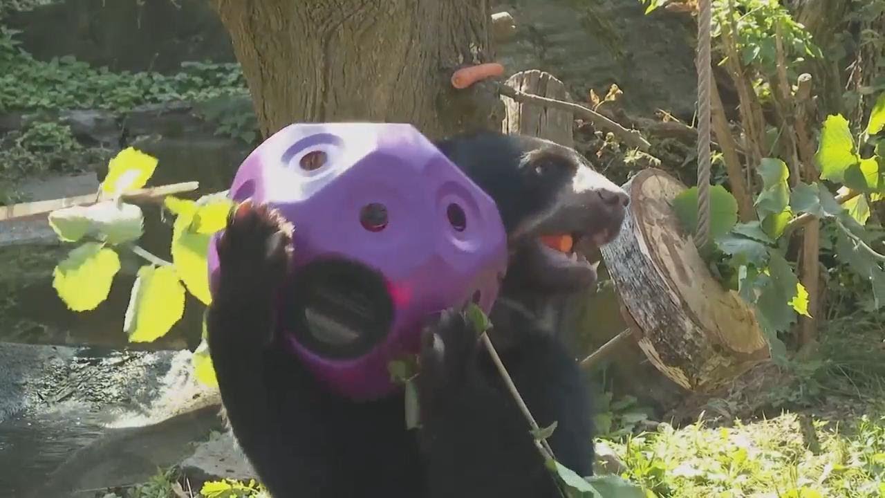 Cologne zoo welcomes Hans, the newest spectacled bear - YouTube