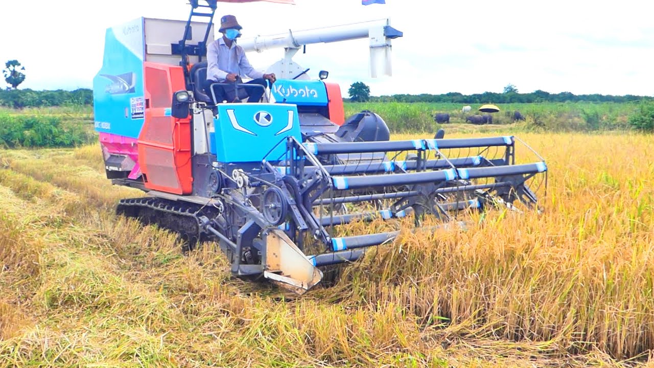 Awesome Rice Harvester Working Skills Machine - YouTube