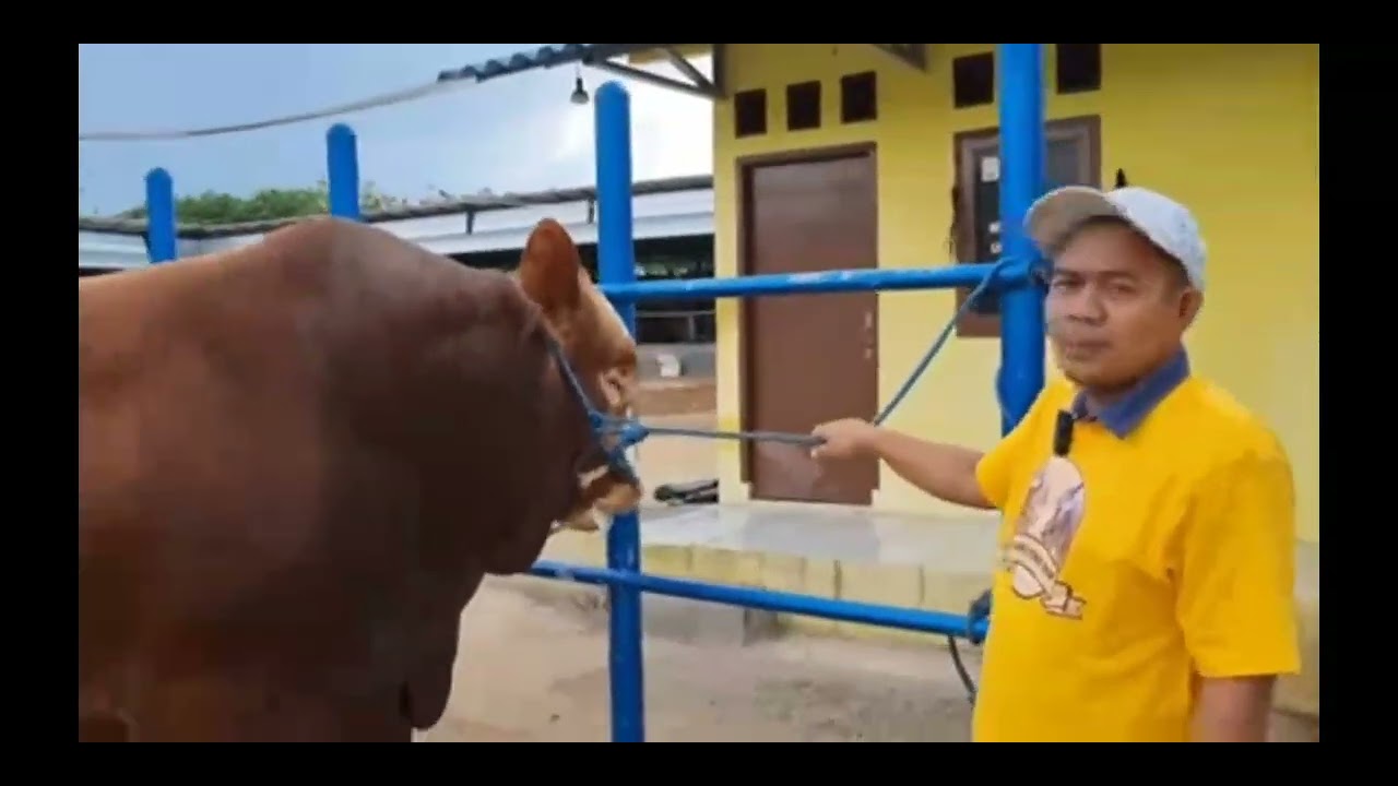 tutorial menimbang sapi dengan baik dan layak - YouTube