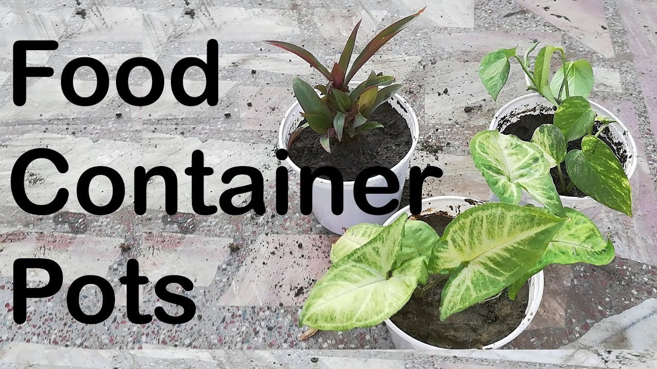 Food Container Converted Into Pots/Planter | Unique Idea - YouTube