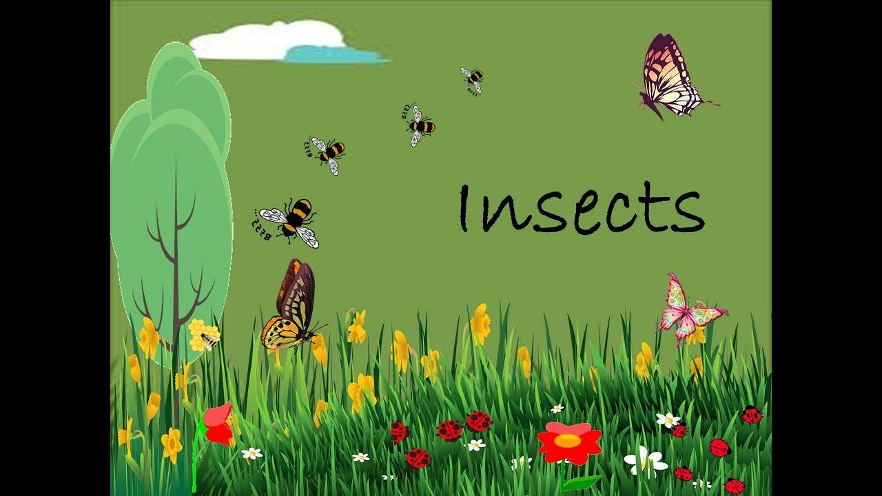 Insects - YouTube