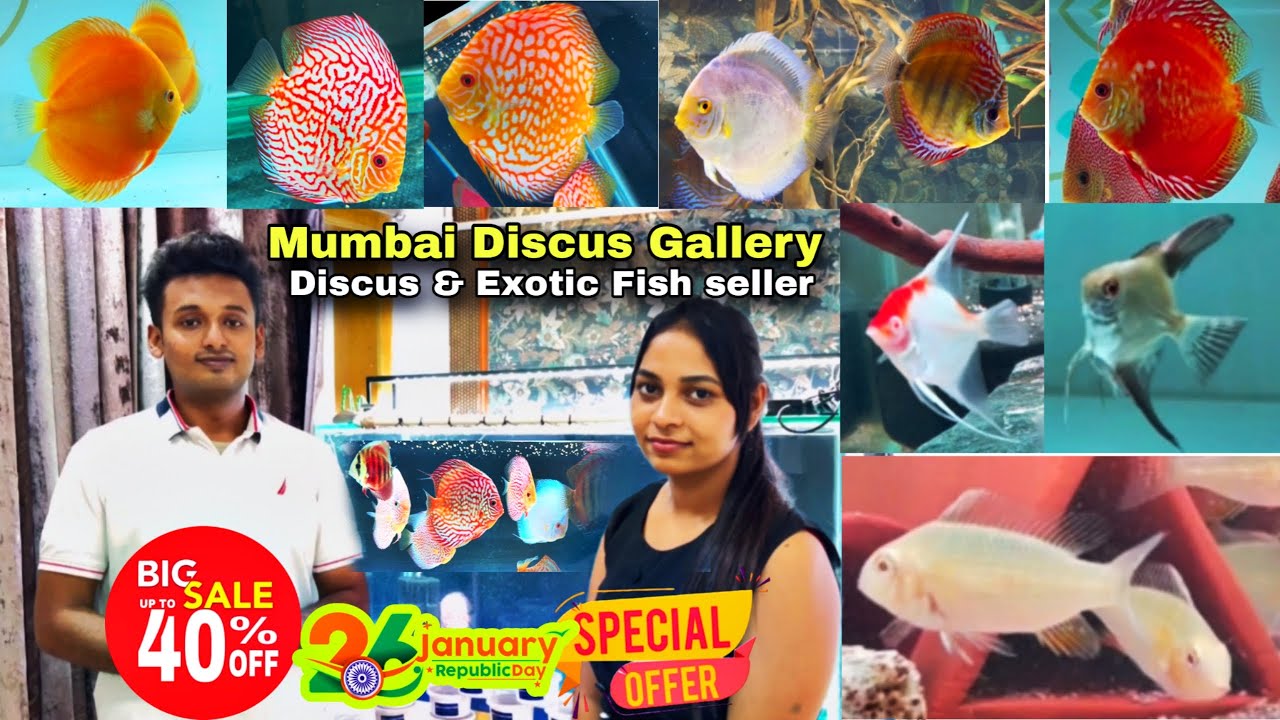 Exotic Fish & Discus Fishes | Republic day Special Offer 40% discount ...