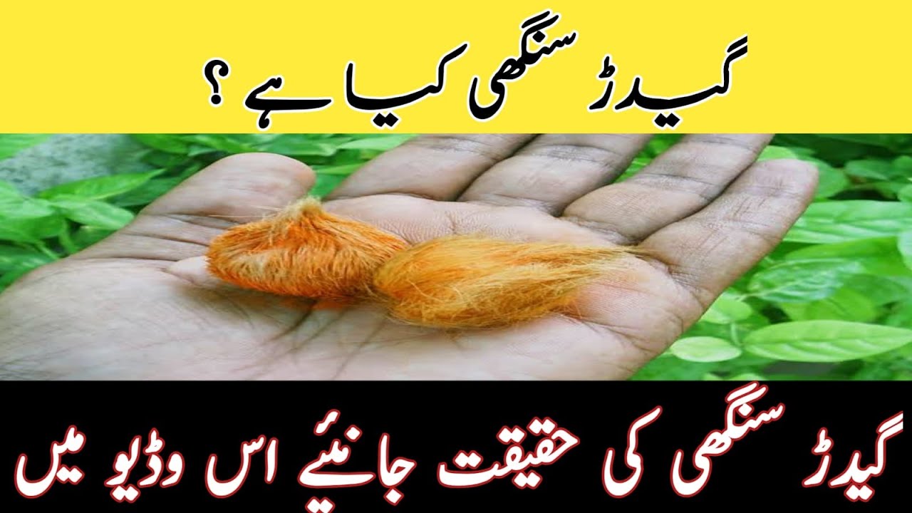 What is Gidar Singhi - Interesting Facts of Gidar Sighi - Gidar Singhi ...