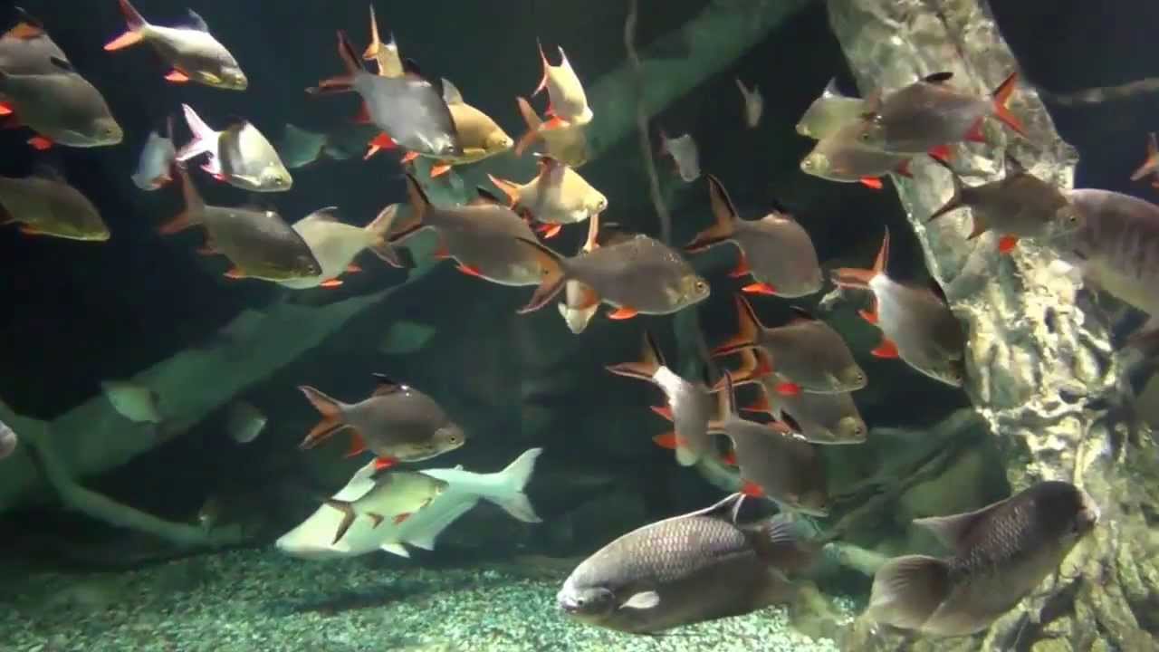 Welt Aquarium mit Fischen HD. Musik entspannen Aquarienfische - YouTube