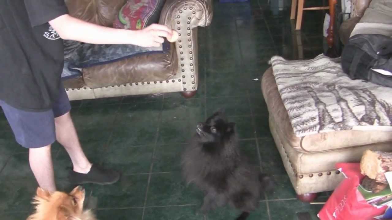 Circus Dog Dancing - YouTube