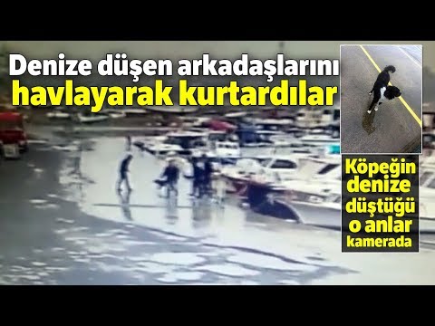Denize Düşen Köpeği Arkadaşları Havlayarak Kurtardılar