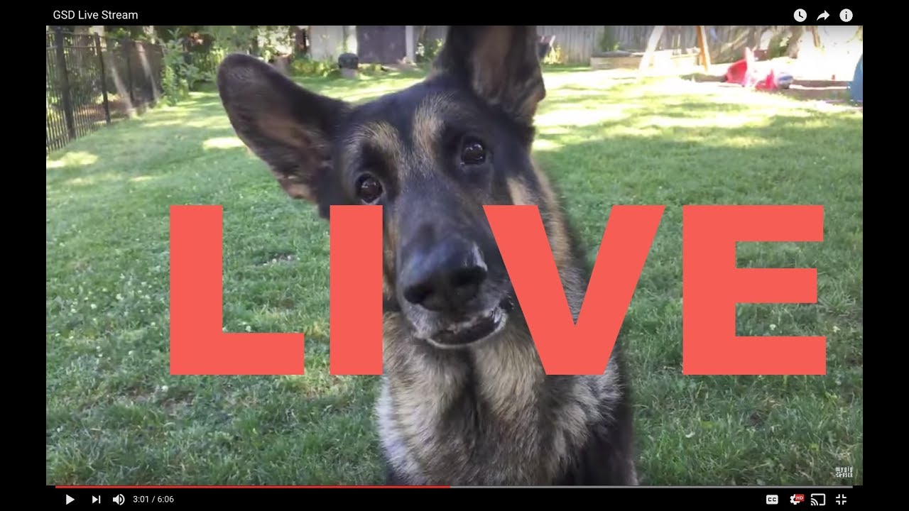 German Shepherd (Live Stream) - YouTube