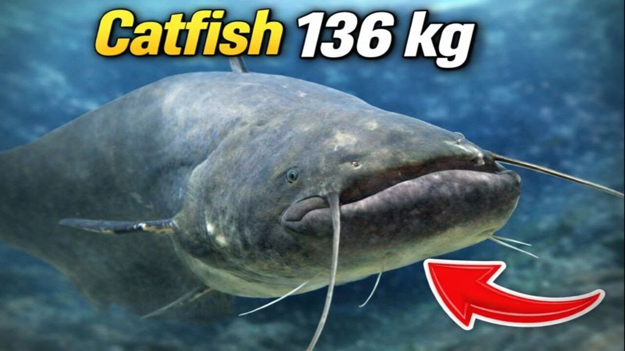 Catfish 136kg | Russian Fishing 4 RF4 - YouTube