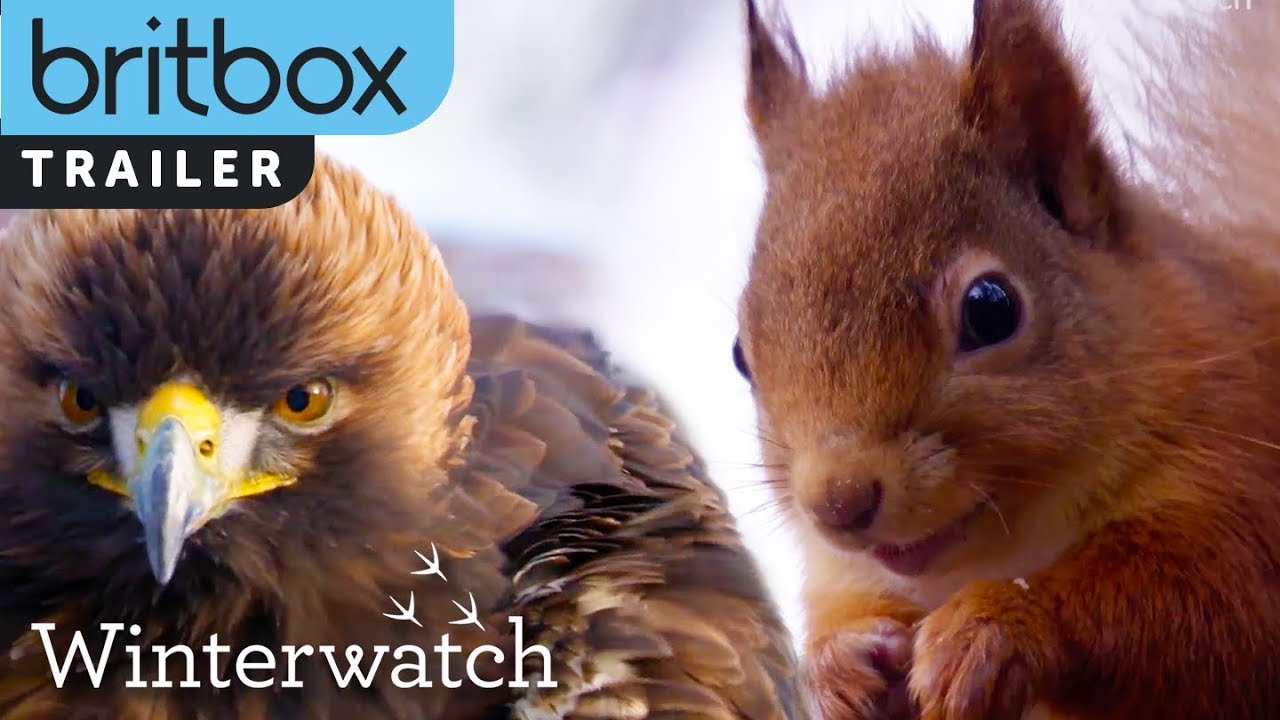 Winterwatch | Exclusive Trailer - YouTube