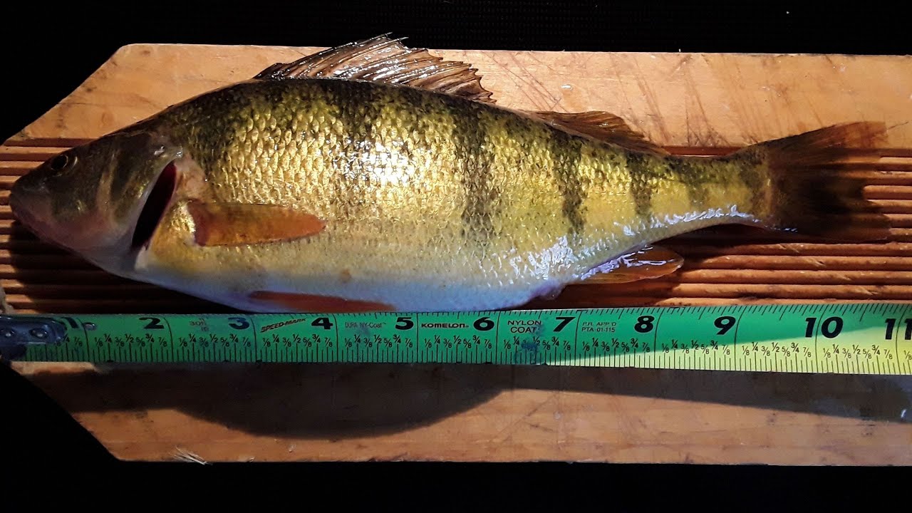 Big Perch Rockport Reservoir 2021 - YouTube