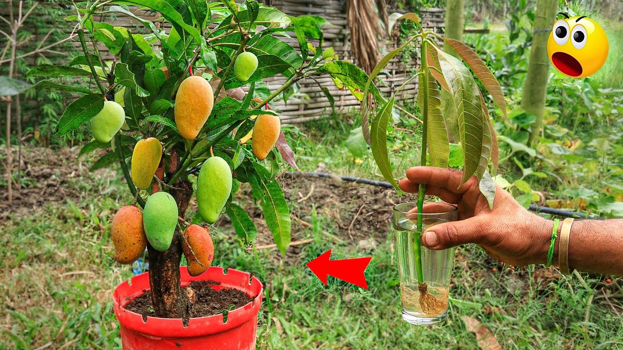 How to grow Mango fruit in water so easy 100 % working - YouTube