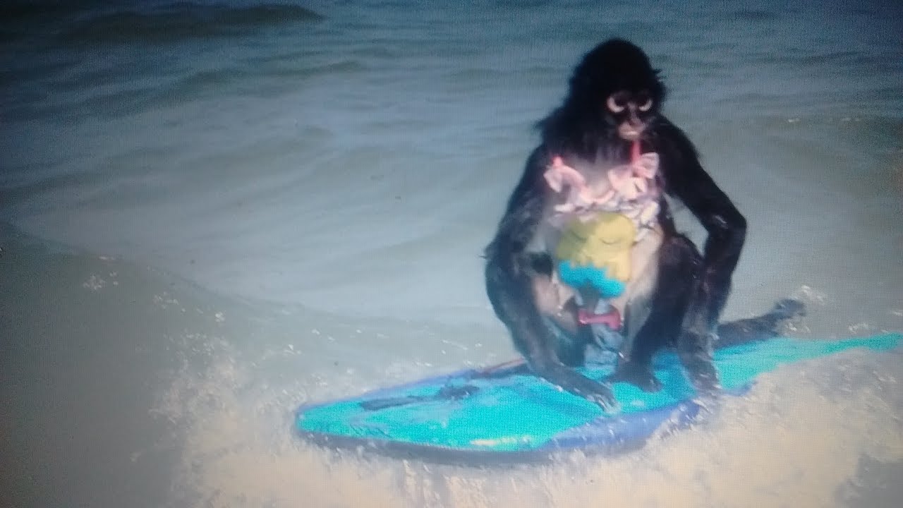 Jungleboogie with Spanky The Spider Monkey - YouTube