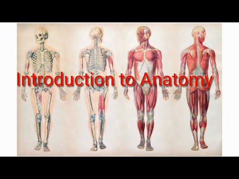 How to understand anatomy- anatomical position,lithotomy position ...