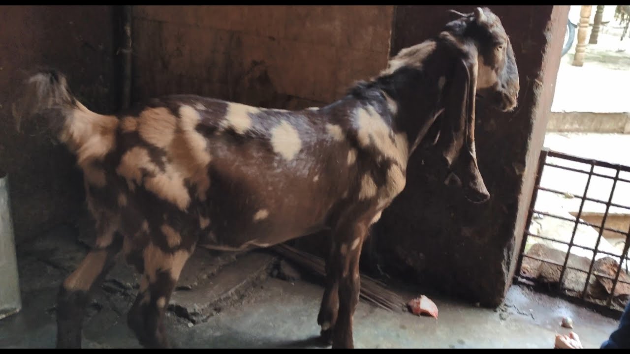 Bakra Zibah Karna aor banana - YouTube