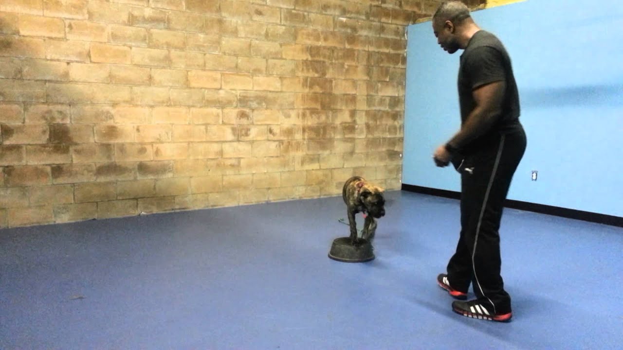 Progressive Dog Training Madison - YouTube