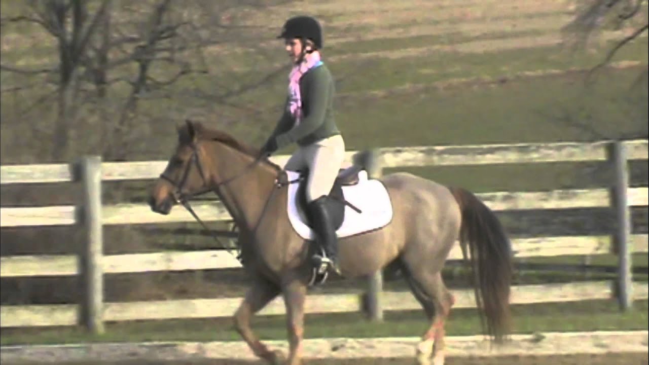 Milo: Welsh pony for SALE - YouTube