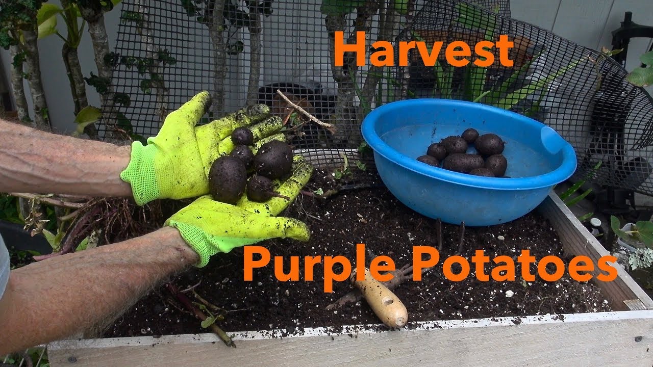 Purple Potato Harvest - YouTube