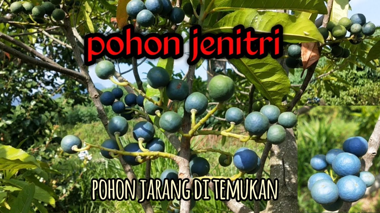 Pohon jenitri pohon jarang di temukan - YouTube