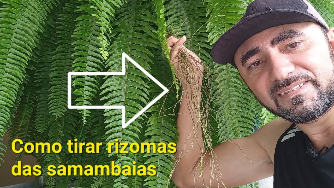 Como deixar a samambaia mas saudável,veja esse vídeo - YouTube