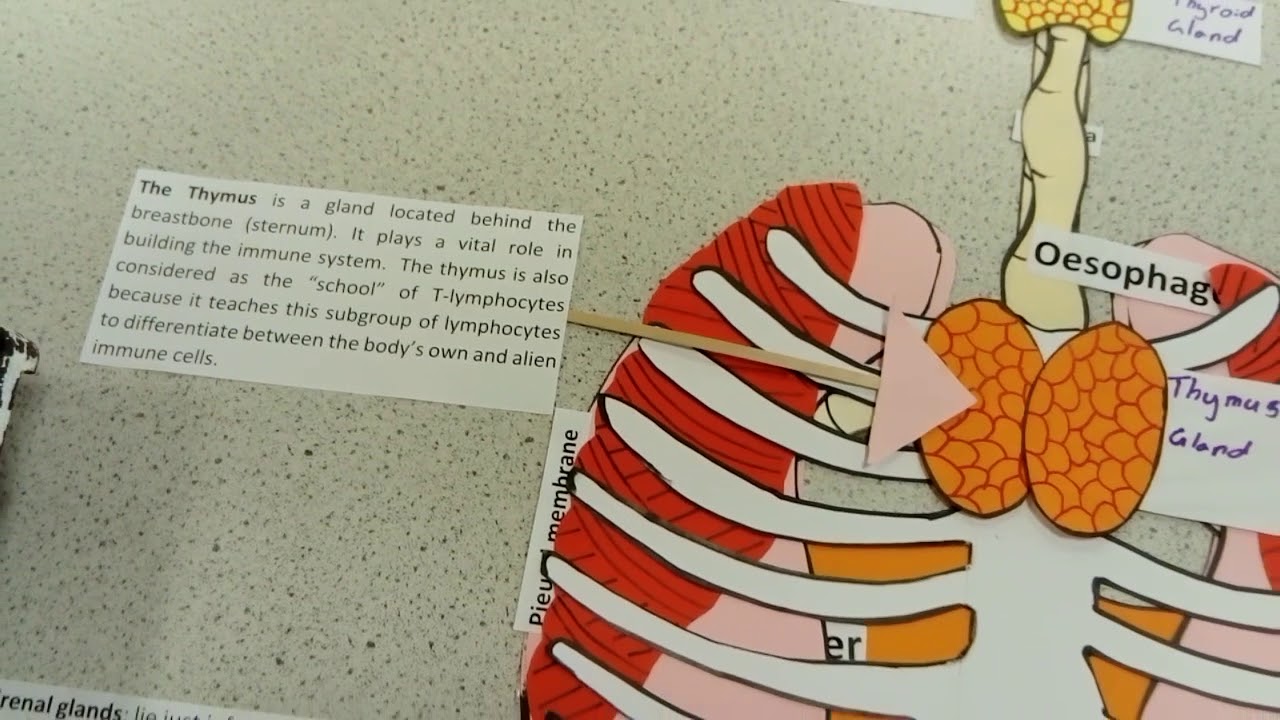 A Level Biology Endocrine System - YouTube