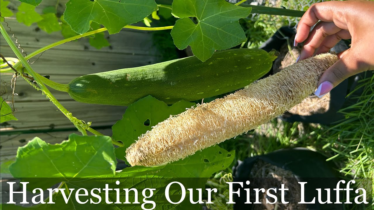Harvesting Our First Luffa | How To Peel A Luffa - YouTube
