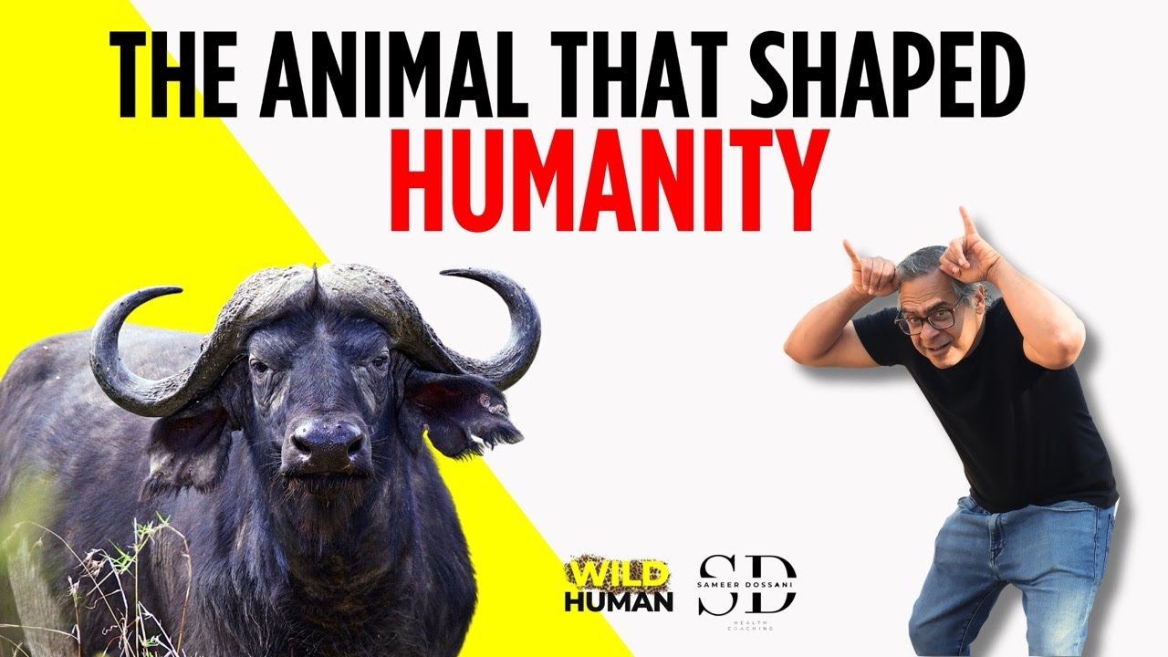 Buffalo, Fat & Human Evolution | Why Ruminants Shaped Our Health - YouTube