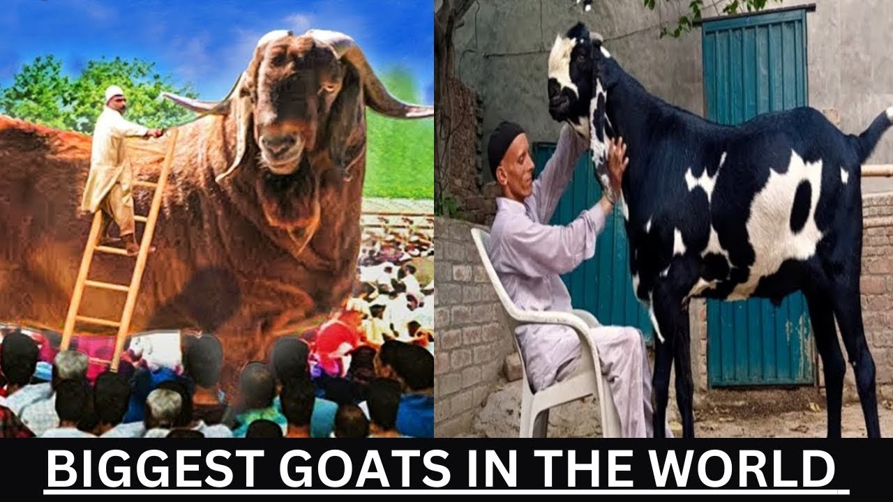 Biggest Goats of the World | Goat Farming | Wildlife Photography - YouTube
