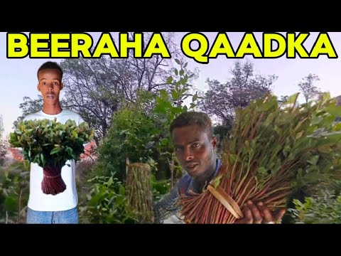BEERAHA JAADKA (QAADKA) EE UGU GOBOLKA AFDHEER AYAAN BOOQDAY - YouTube