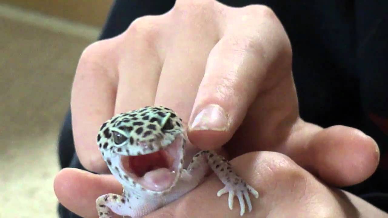 Happy Gecko?! - YouTube