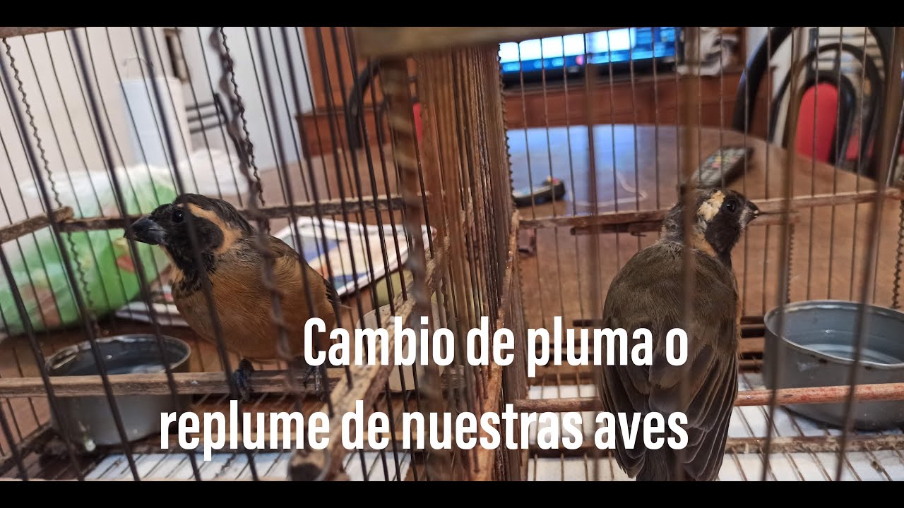 El replume o cambio de plumas de nuestras aves - YouTube