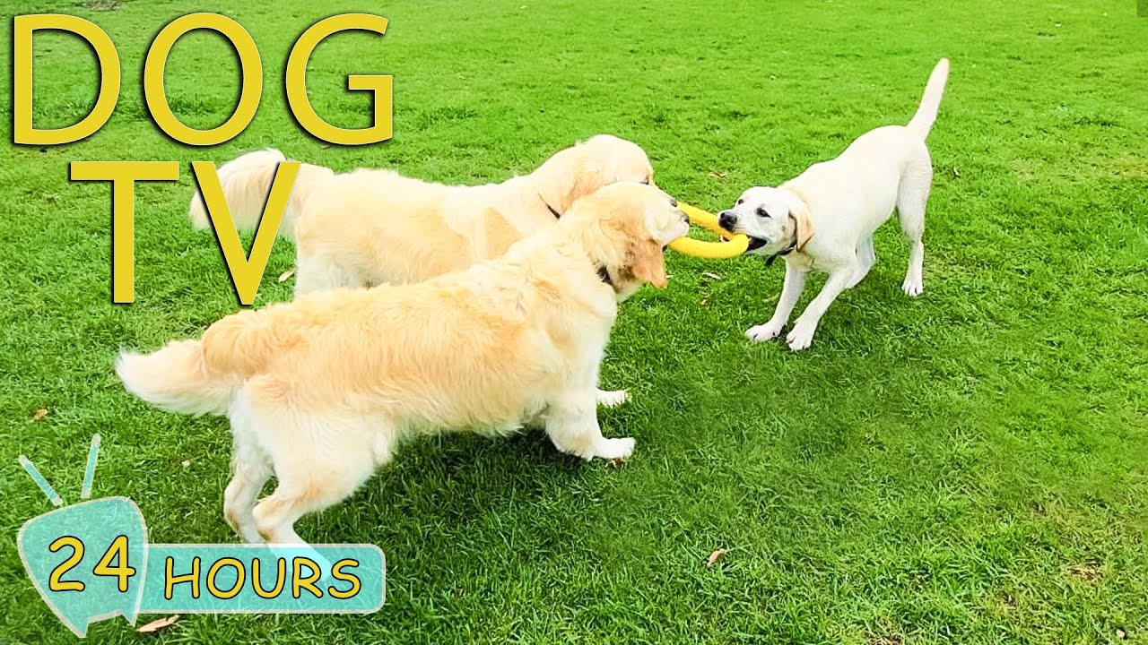 DOG TV: Videos Fun & Entertain for Dogs to Watch All Day When Alone ...