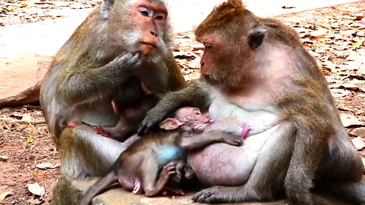 Unbelievable monkey Daisy can't stop offspring nurse while it's bigger - YouTube