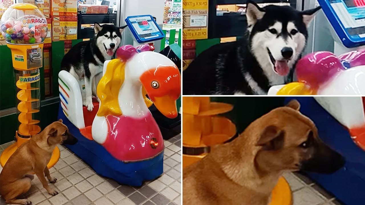 Husky Rides Mechanical Duck - YouTube