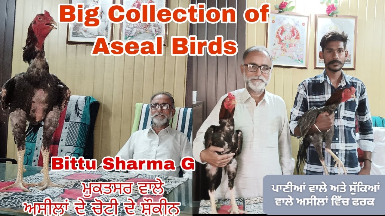 Big Collection of Aseal Birds ! Punjabi Aseal,Thai Aseal - YouTube