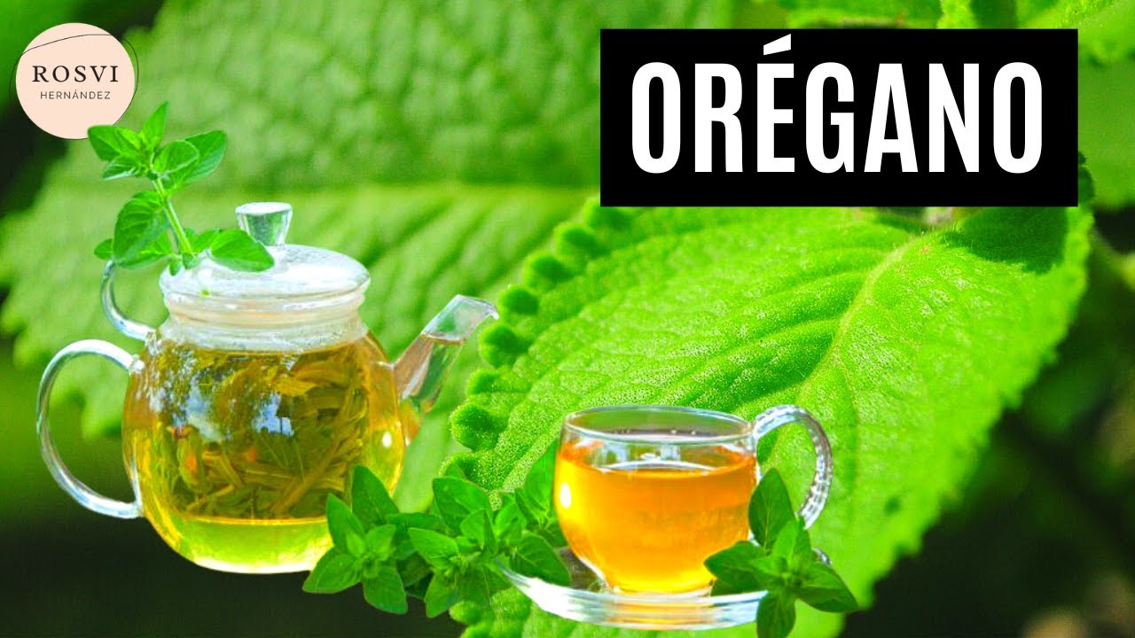 Si tienes esta planta en tu casa, tienes un tesoro y no lo sabías ...