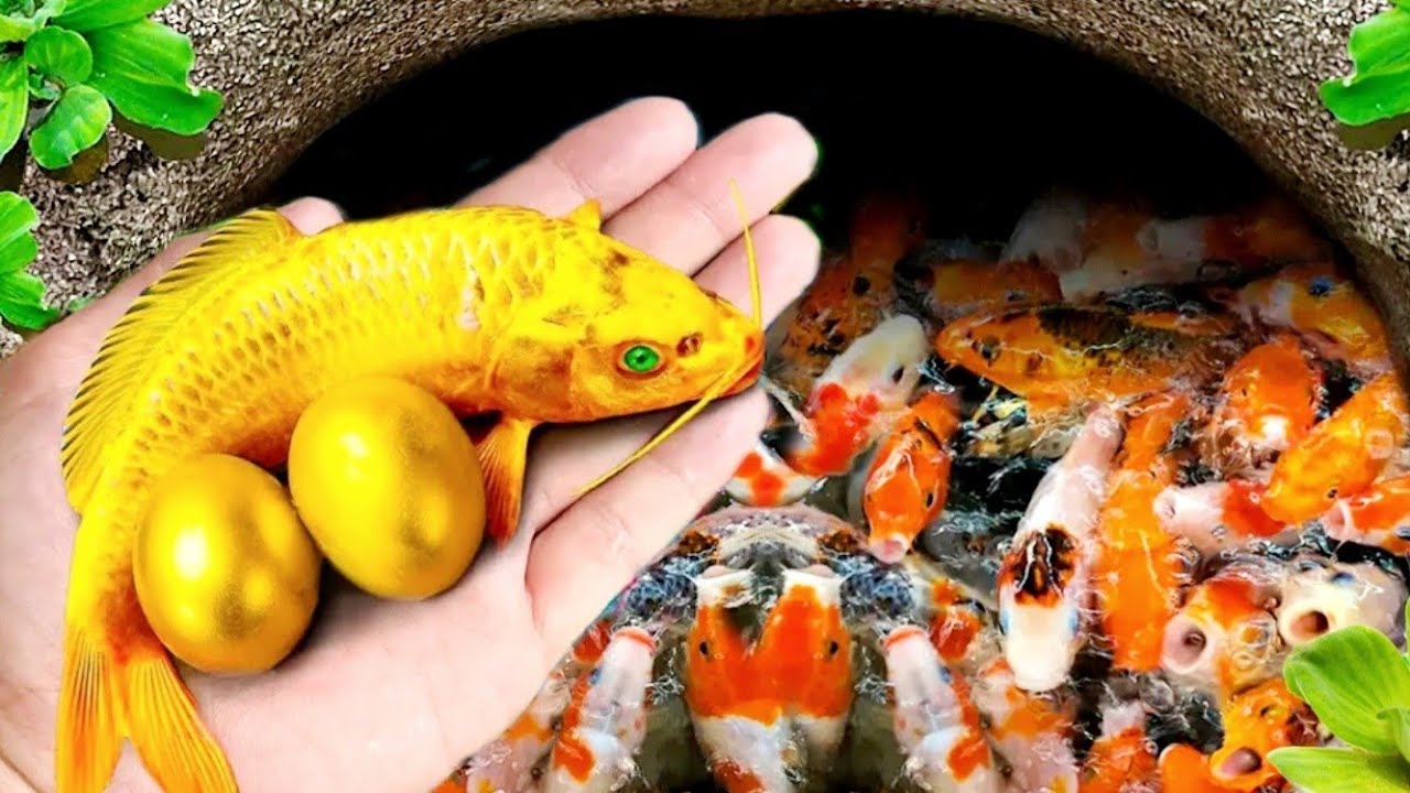 Catching Strange Fish In Giant Surprise Colorful koi, Kim Kim Fish ...