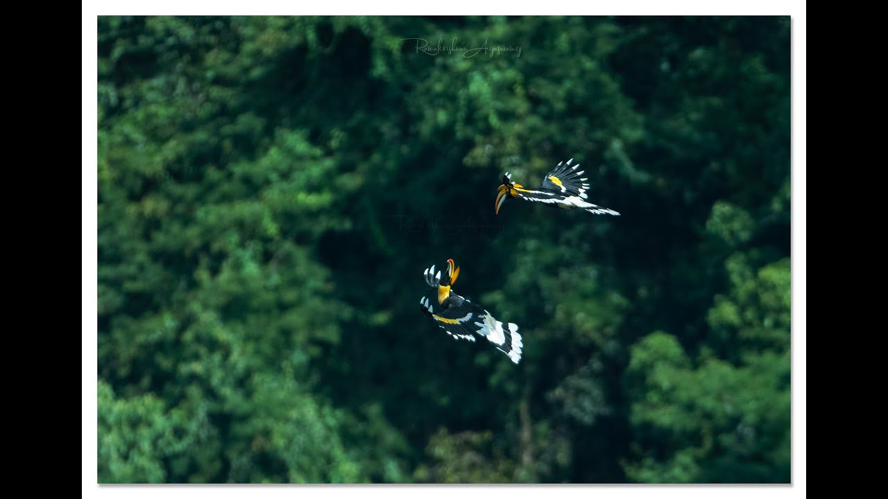 Great Indian Hornbills Casque Butting - YouTube