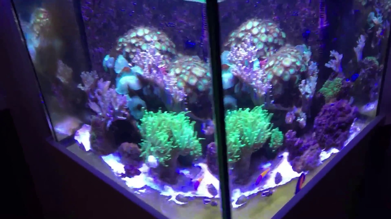 180l cube reef tank - YouTube