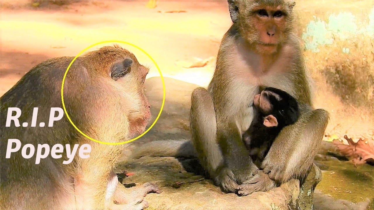 Popeye Always Giving Love To Family Of Jill & DD & Newborn Babies Jella ...