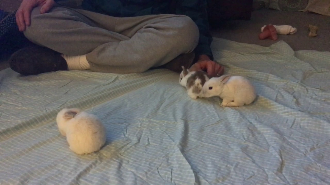 Baby Bunny Popcorning - YouTube