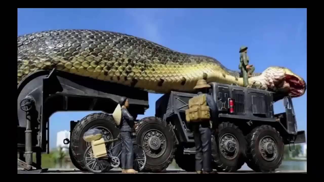 Biggest Python vs Crocodile | Giant anaconda - World's biggest python ...