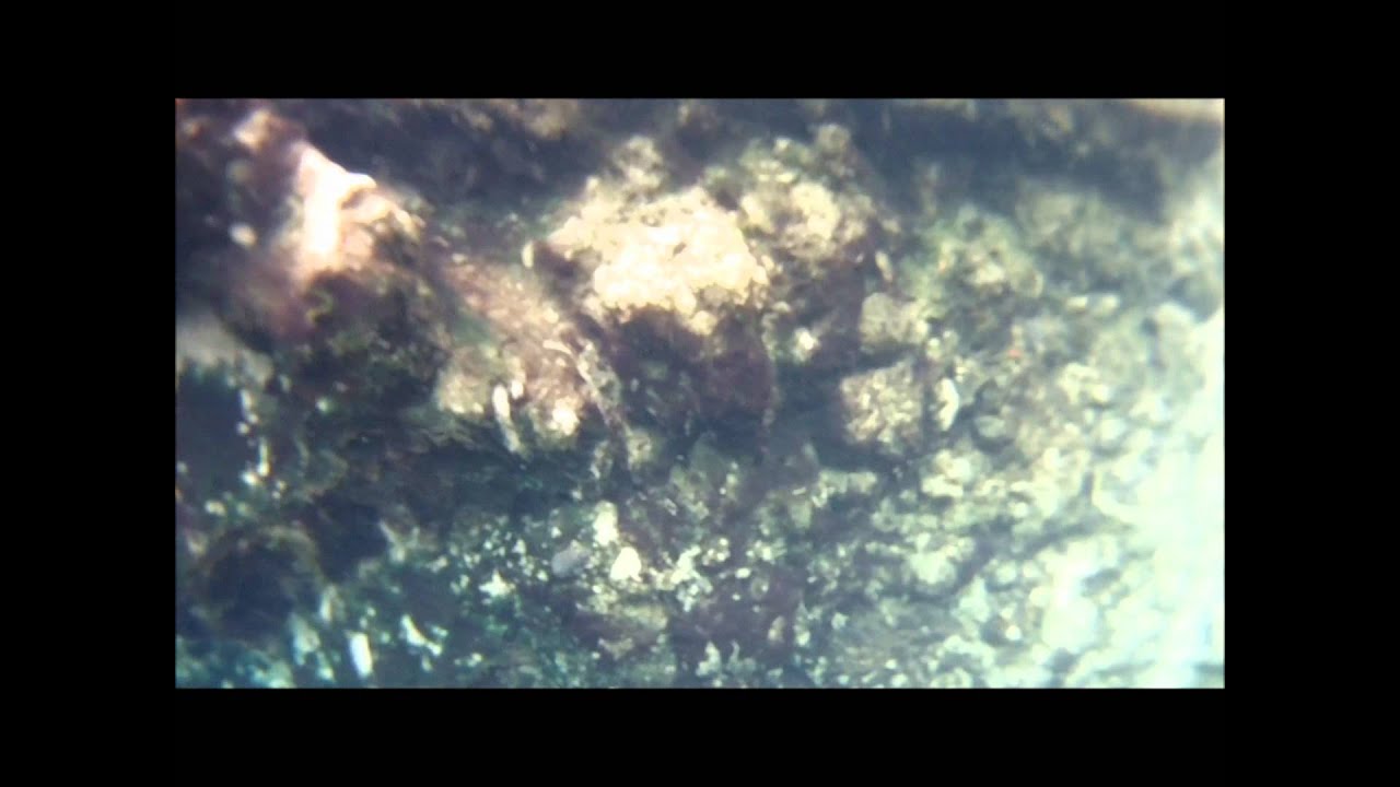 Rock Bluff Spring 11 19 11 - YouTube