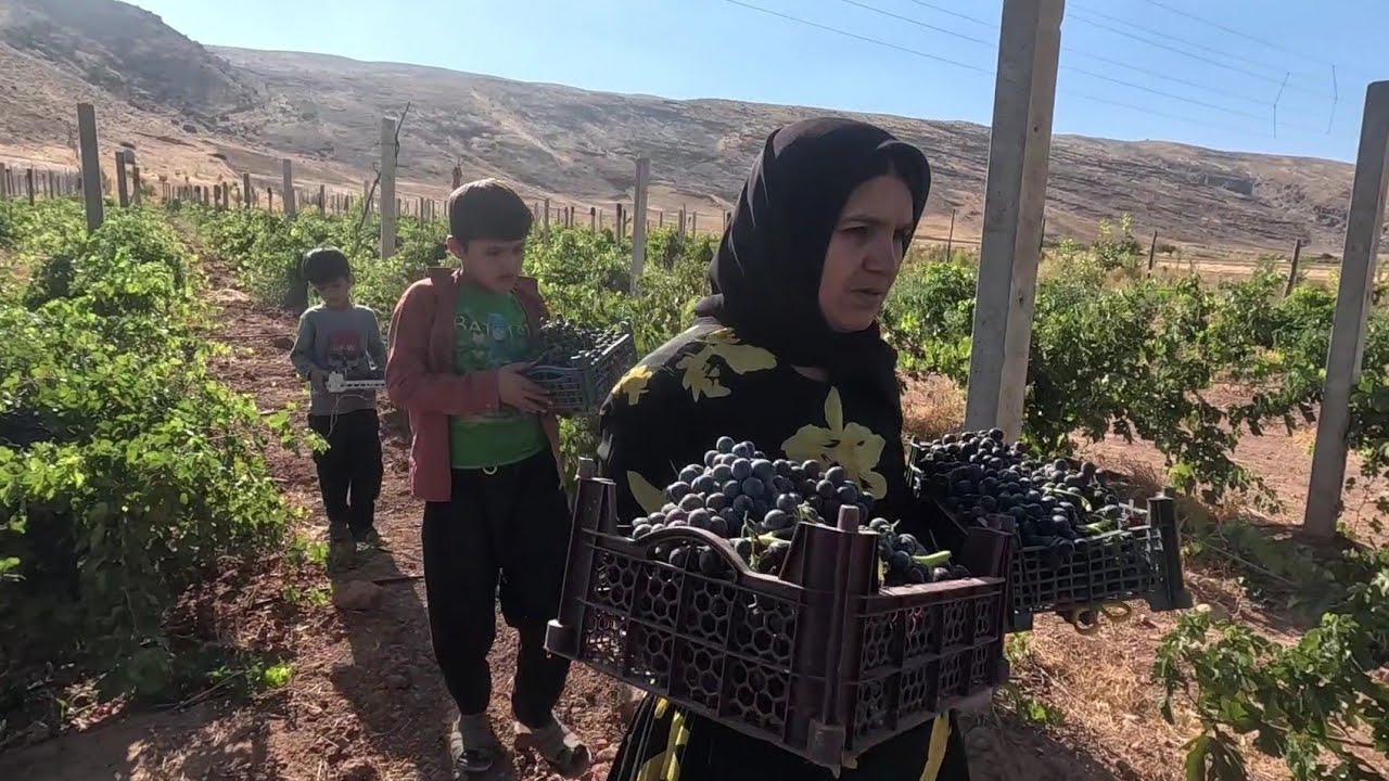 Join this hardworking family with a worker in the vineyard - YouTube
