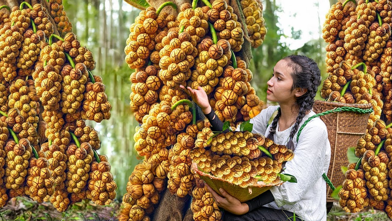 Harvesting BONBON Fruit and Bringing It to the Market to Sell - The ...