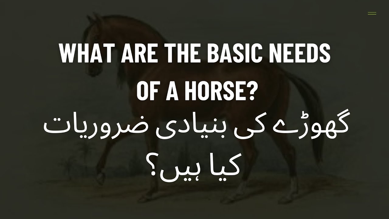 What Are the Basic Needs of a Horse - YouTube